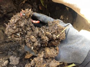 آشنایی با مزایا و منافع استفاده از کود حیوانی یا دامی | جهان شیمی فیزیک