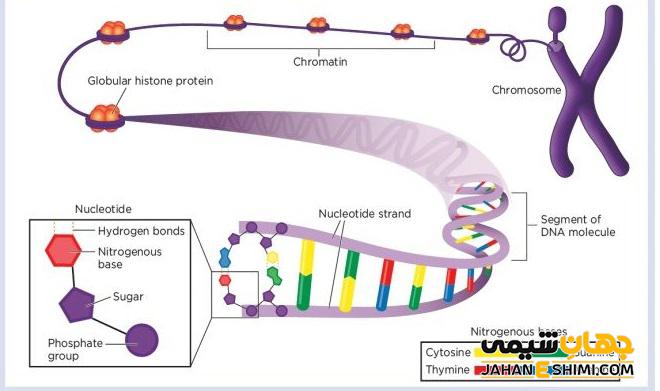 ژن و ژنتیک چیست؟ - تاریخچه، ساختار و انواع ژن ها | جهان شیمی فیزیک