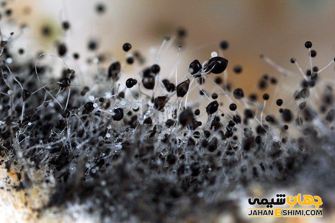 قارچ چیست؟ - ساختار و اهمیت آن در چرخه طبیعت | جهان شیمی فیزیک