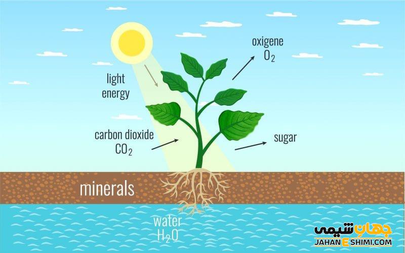 هورمون گیاهی سالیسیلیک اسید چیست؟ - تأثیرات آن بر گیاهان | جهان شیمی فیزیک