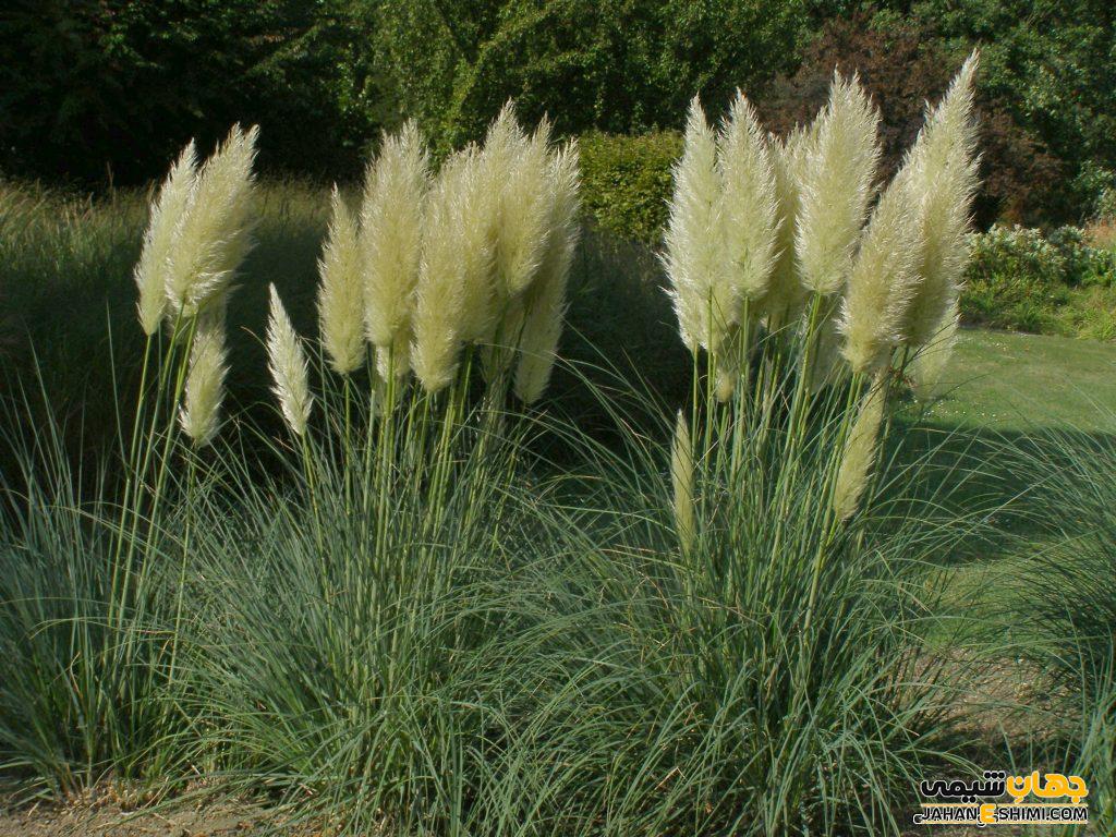 از فواید و عوارض گیاه تباشیر (طباشیر) چه می دانید؟ | جهان شیمی فیزیک