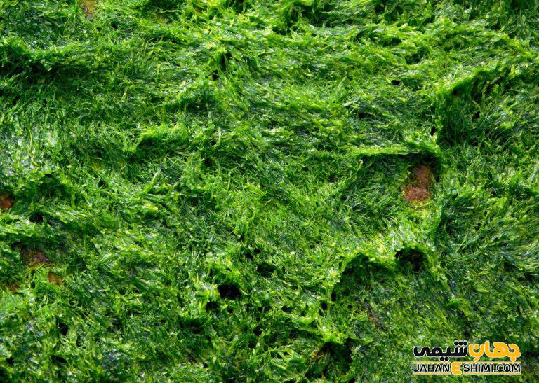 خزه چیست؟ - ساختار، تولید مثل، انواع و کاربرد آن | جهان شیمی فیزیک