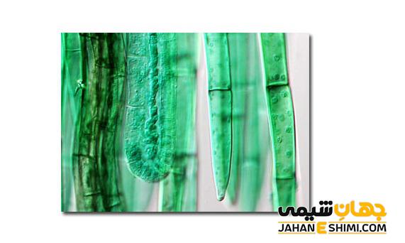 خزه چیست؟ - ساختار، تولید مثل، انواع و کاربرد آن | جهان شیمی فیزیک