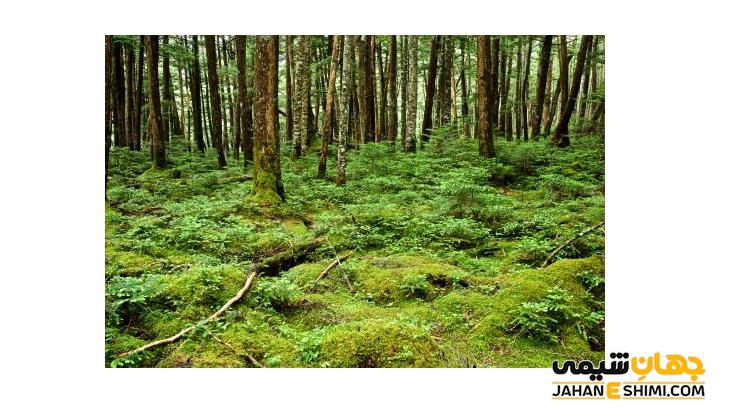 خزه چیست؟ - ساختار، تولید مثل، انواع و کاربرد آن | جهان شیمی فیزیک