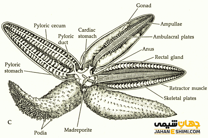 ستاره دریایی چیست؟ - ویژگی، نوع تغذیه و ساختار بدنی آن | جهان شیمی فیزیک