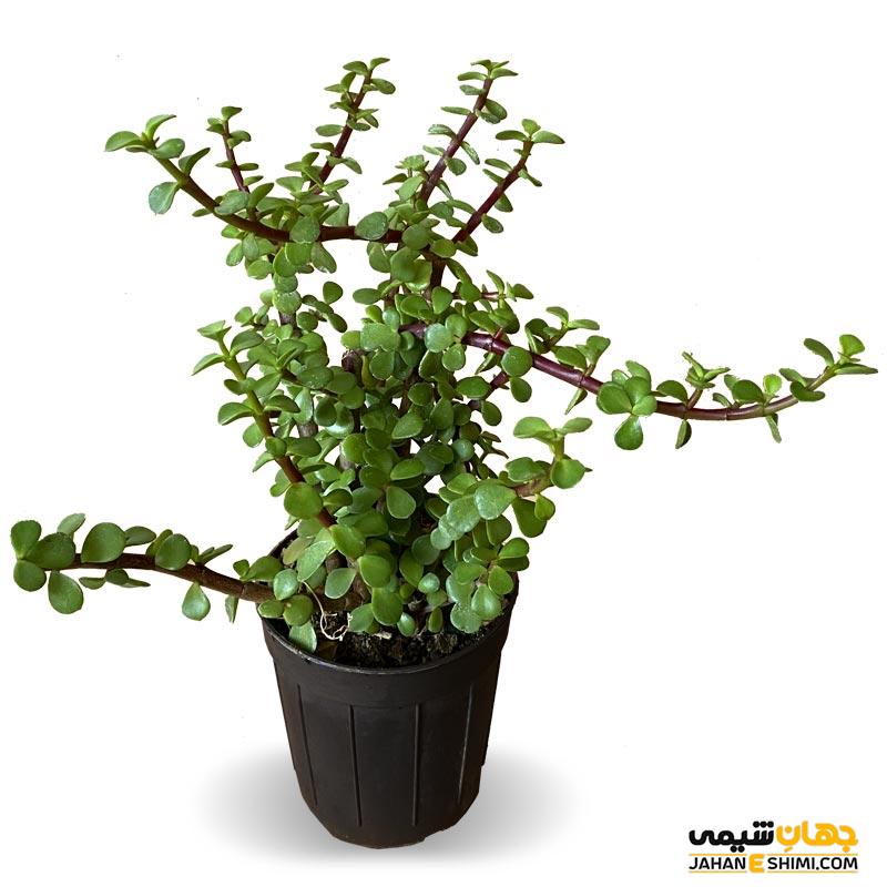 کپسول گیاهی پرپین آلا Parpin Ala چیست؟ قیمت، مزایا و معایب آن | جهان ...